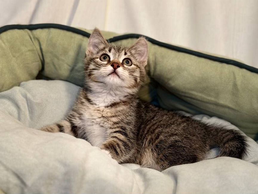 Красивый котенок в добрые руки