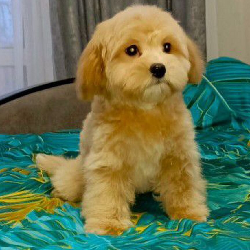 Мальтипу, щенок