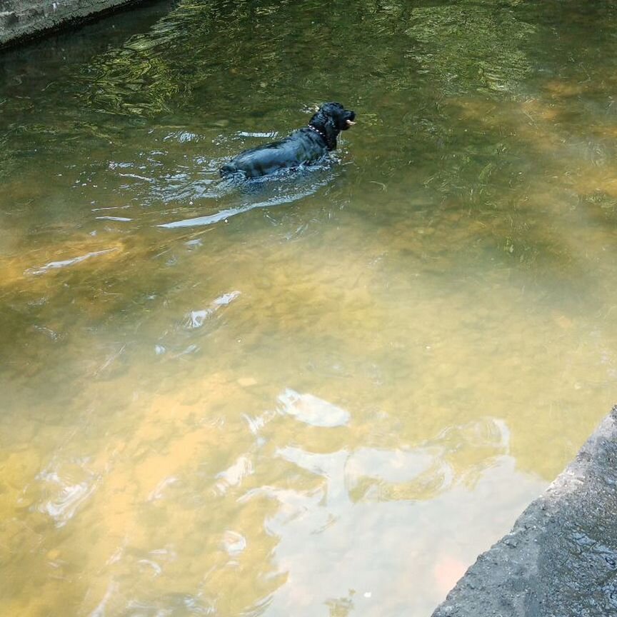 Продам суку сукотную