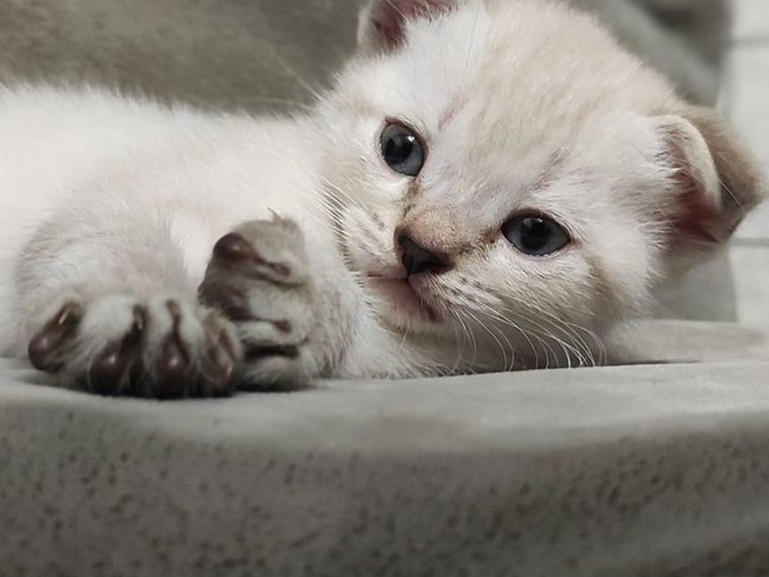 Шотландские котята