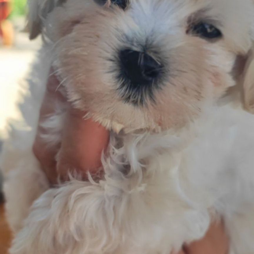 Щенки мальтипу f1