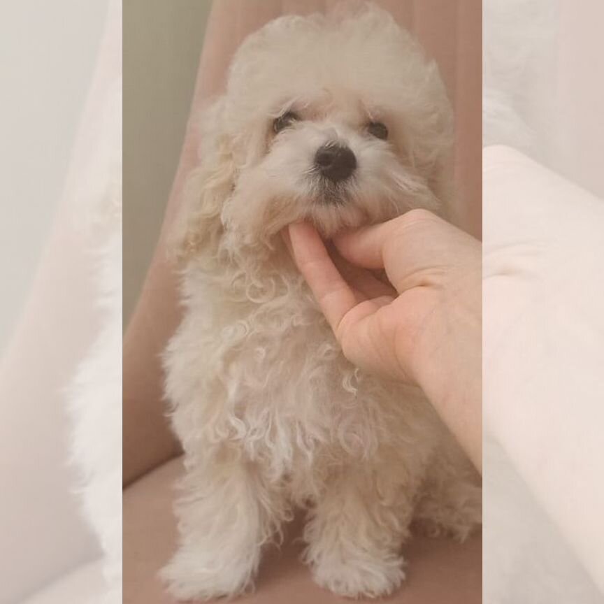 Мальтипу ф1