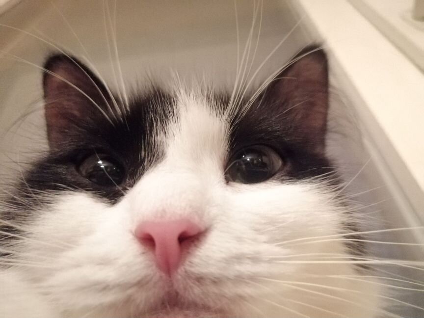 Смешная кошечка Морковка ищет новый дом