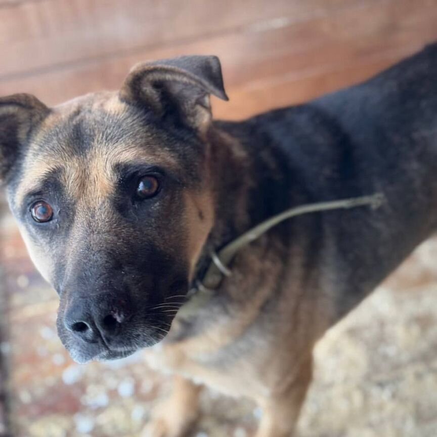 Сколько боли и грусти в его глазах