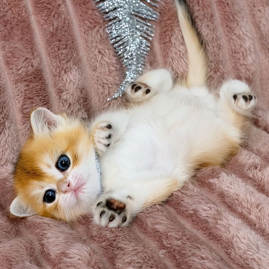 Шотландский прямоухий короткошёрстный котёнок