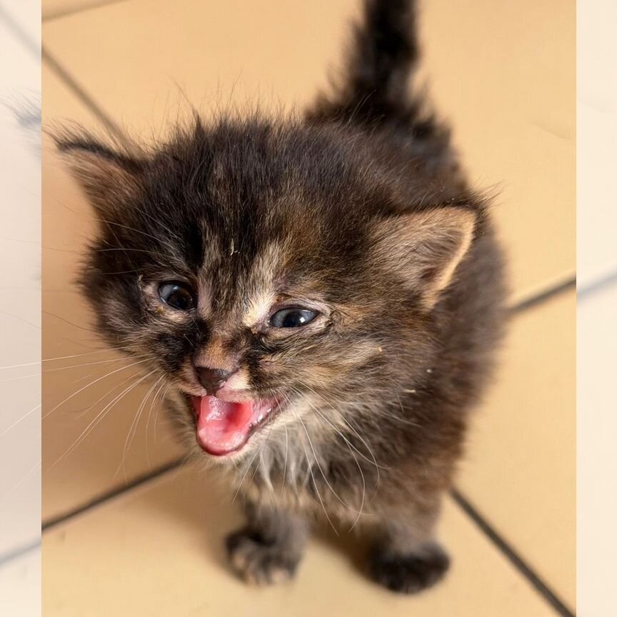 Котёнок в добрые руки