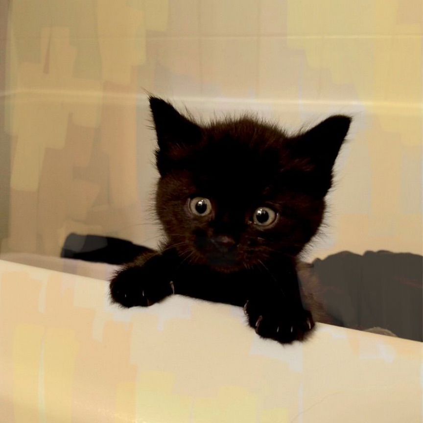Котенок черный ю, плюшевая девочка месяц