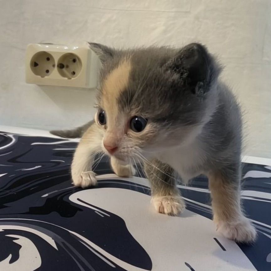 Котёнок в добрые руки