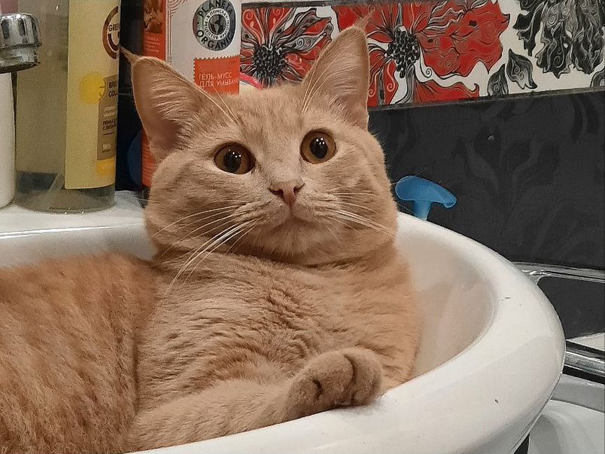Котенок, молодой котик до года