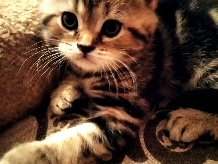 Шотландские котята