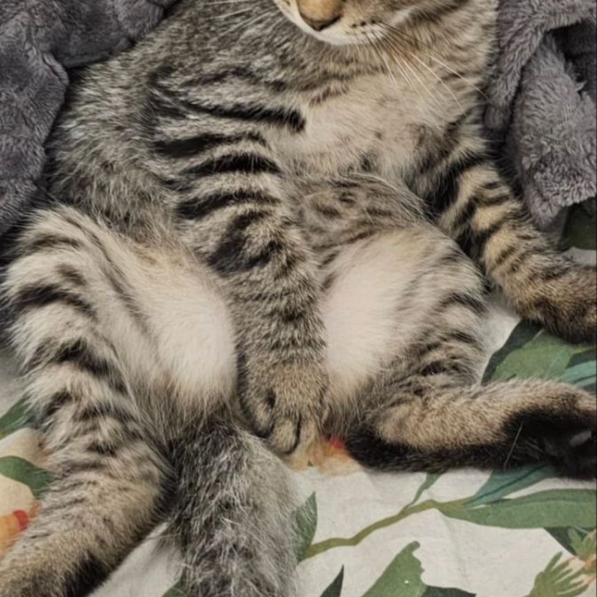 Котенок Матис