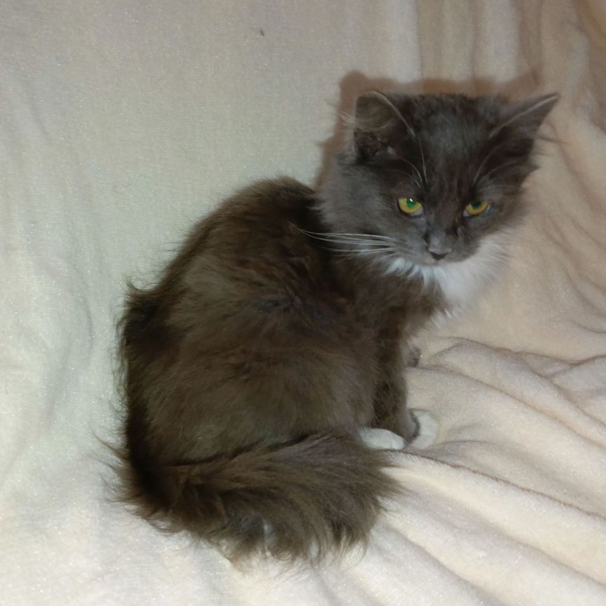 Котята в дар