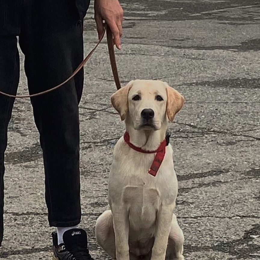 Отдам лабрадора 6 месецев