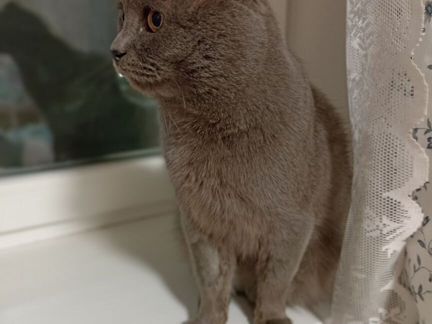 Замечательный кот в добрые руки