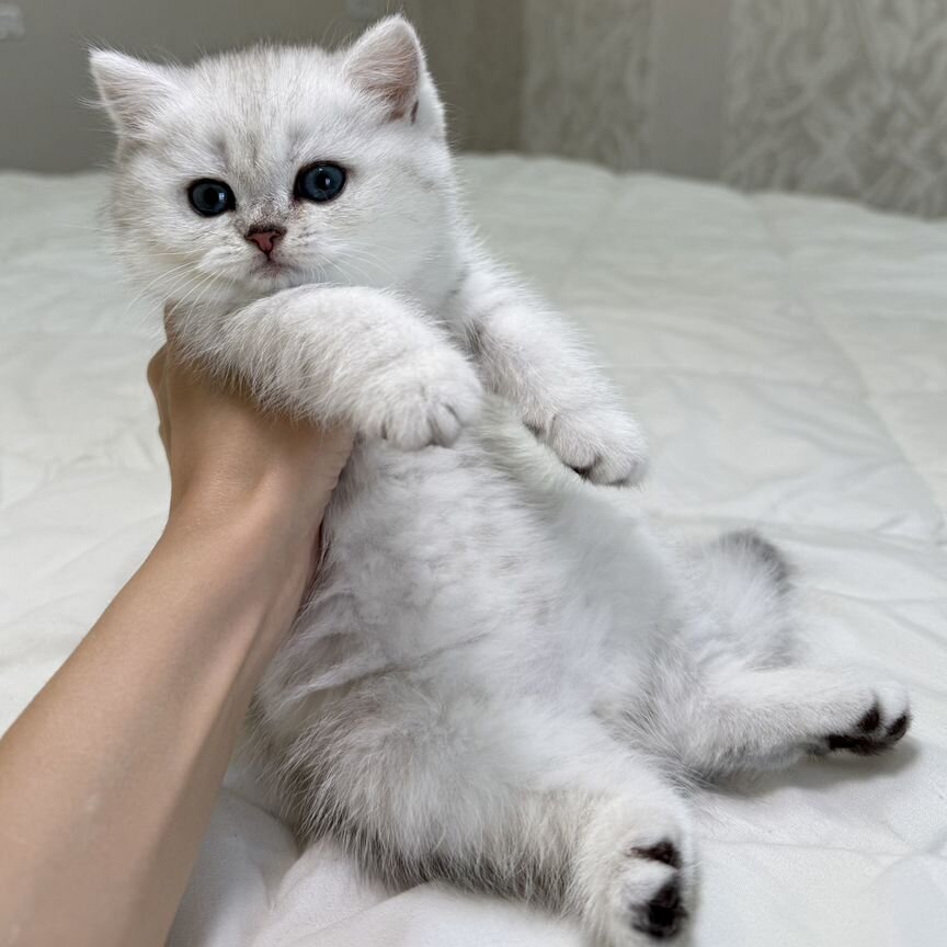 Британский короткошёрстный котёнок