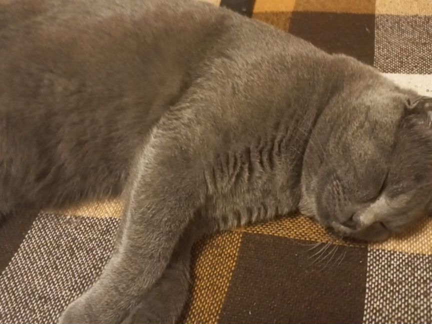 Британский кот на вязку