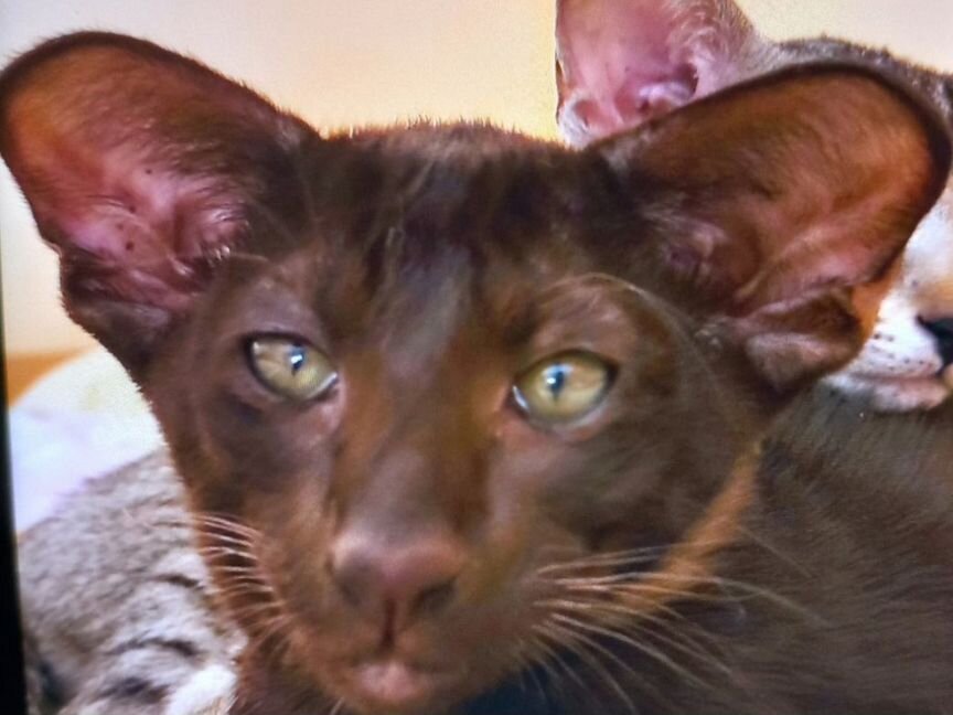 Ориентальная