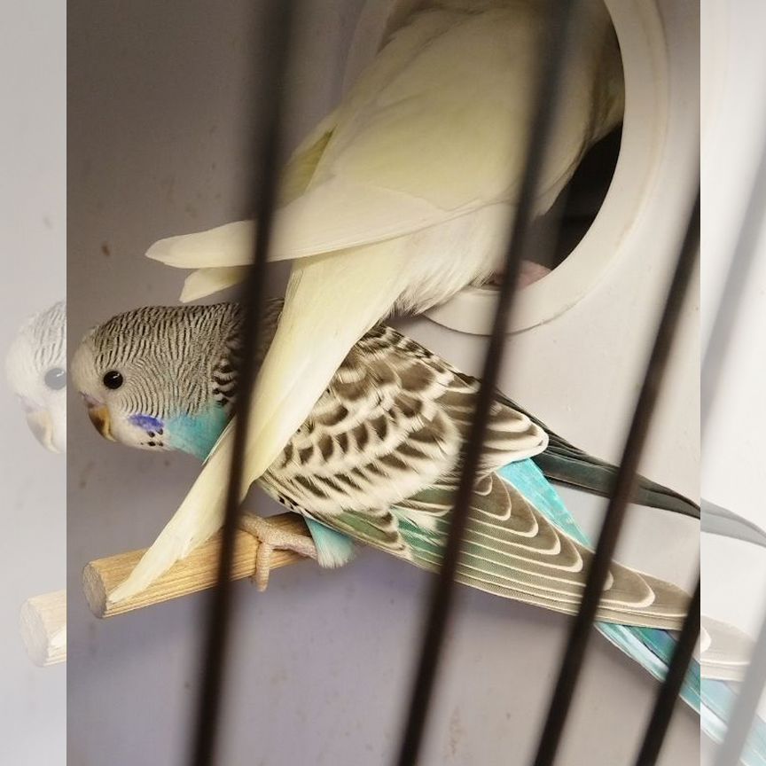 Птенцы волнистый попугай москва