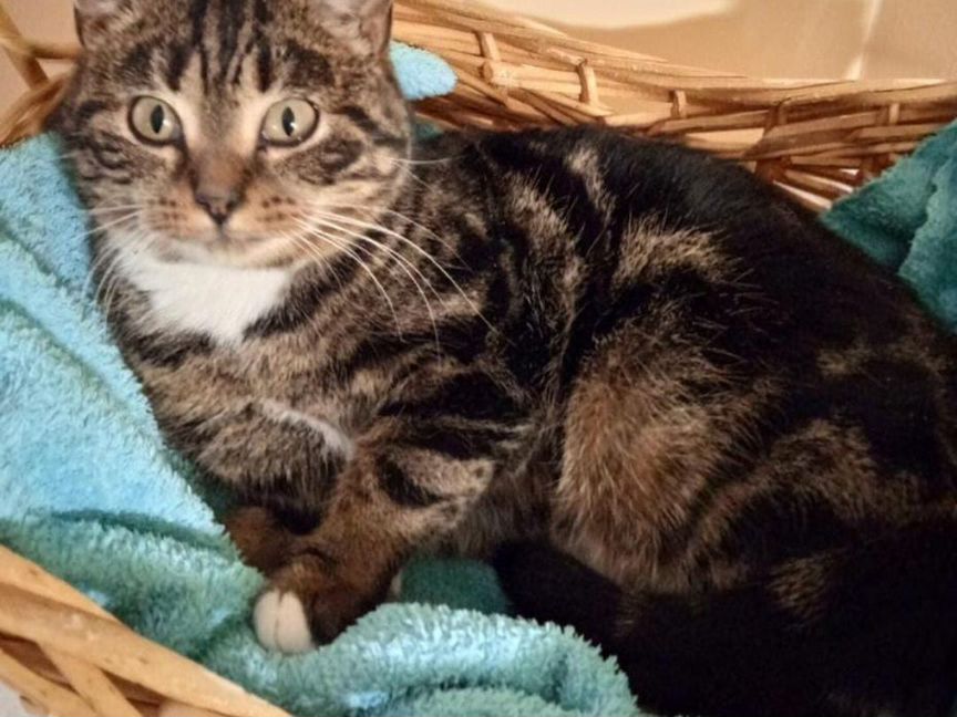 Кошка британская