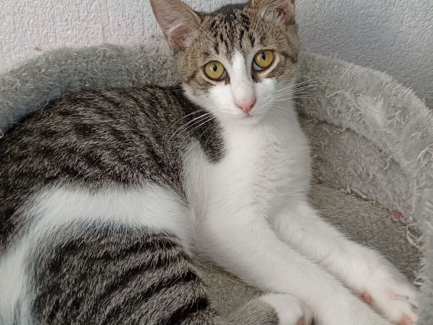 Котенок