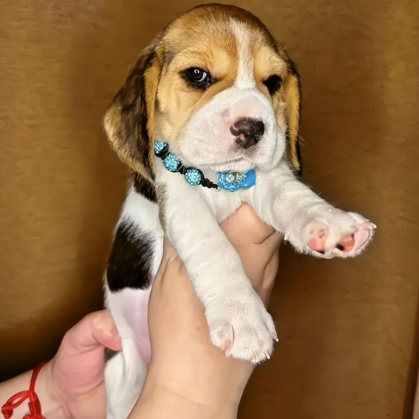 Бигль, щенок