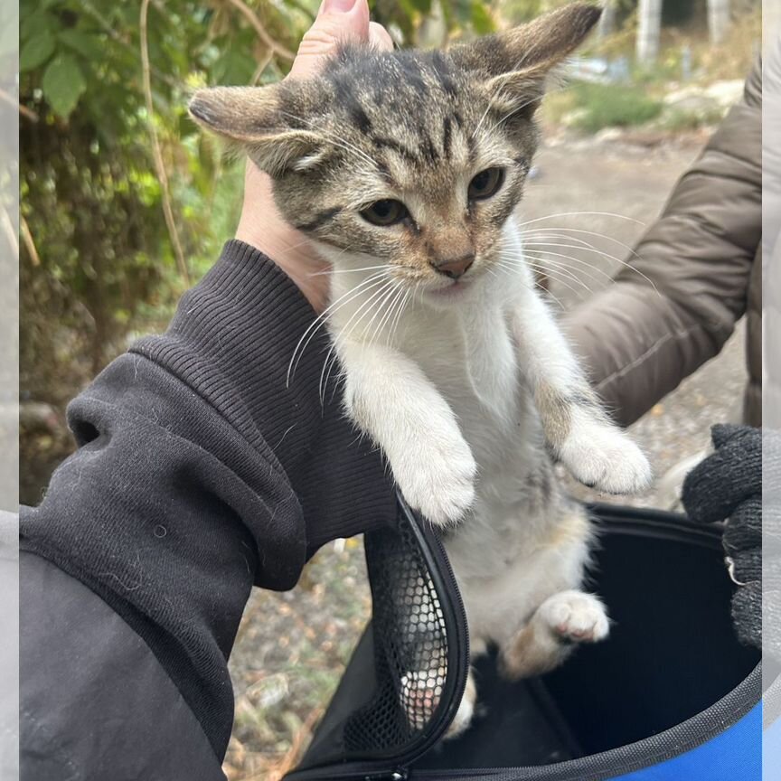 Котенок из заброшенного дома