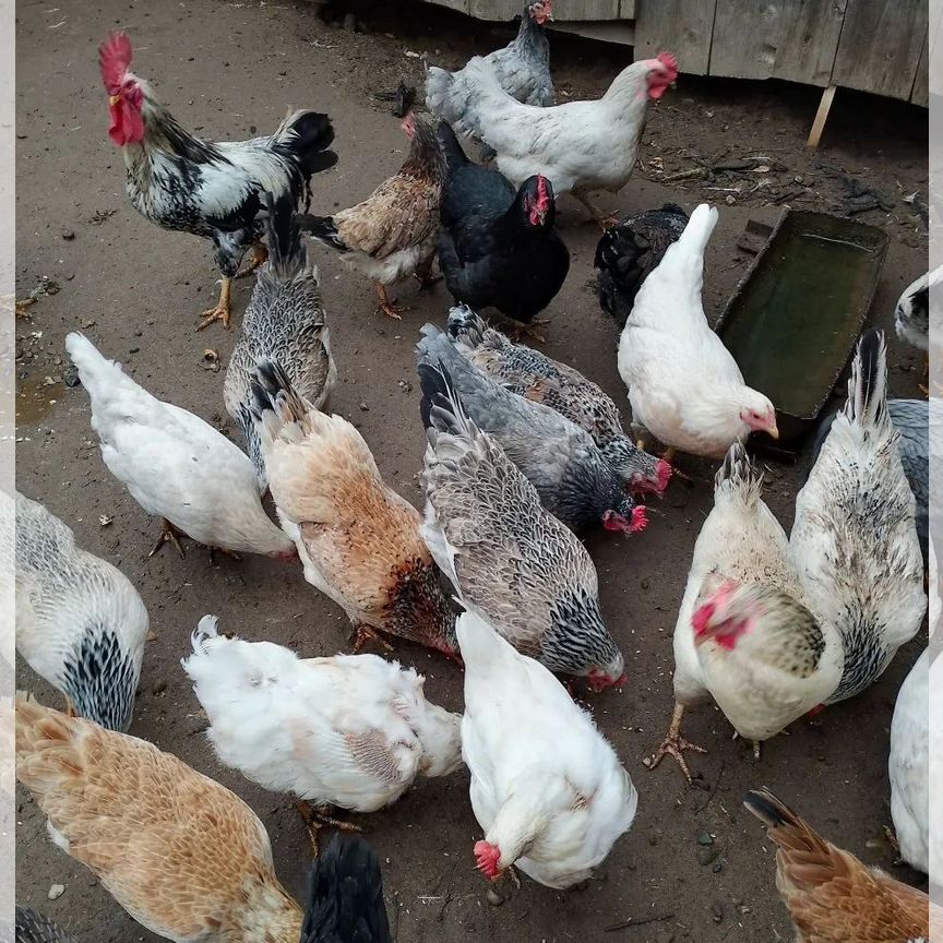 Курицы несушки молодки