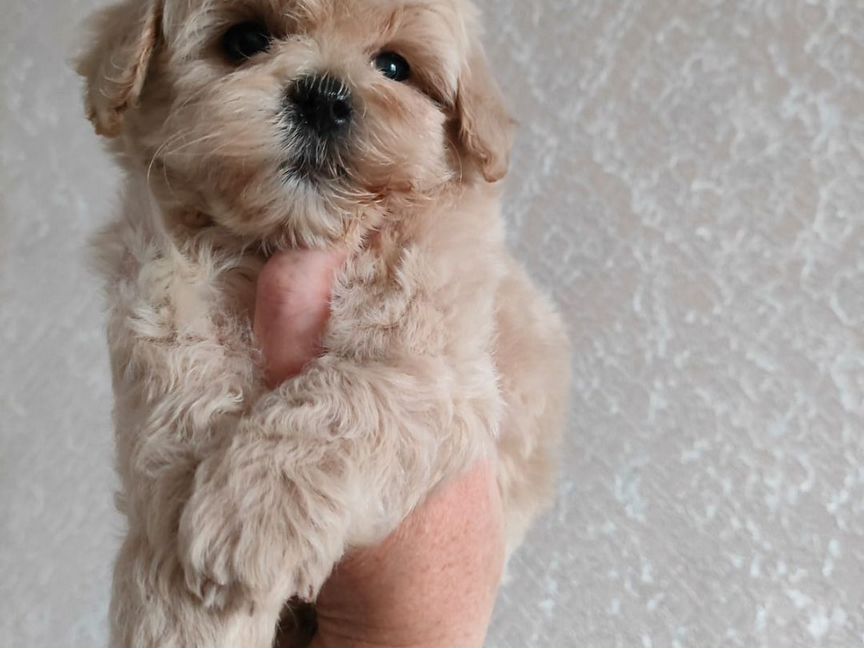 Щенки мальтипу f1 мини