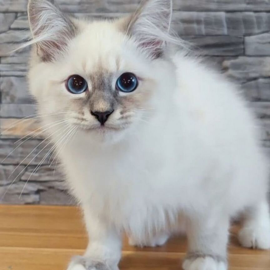 Котенок невский маскарадный