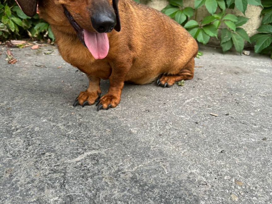 Таксик Мартин