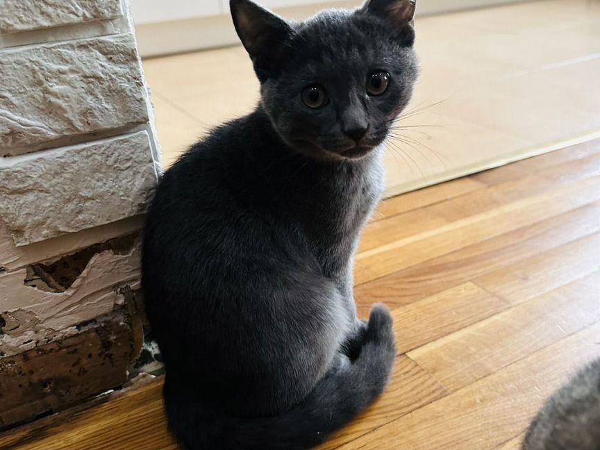 Котенок с британской помесью