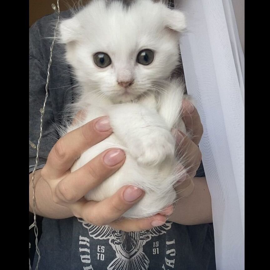 Вислоухие котята в добрые руки