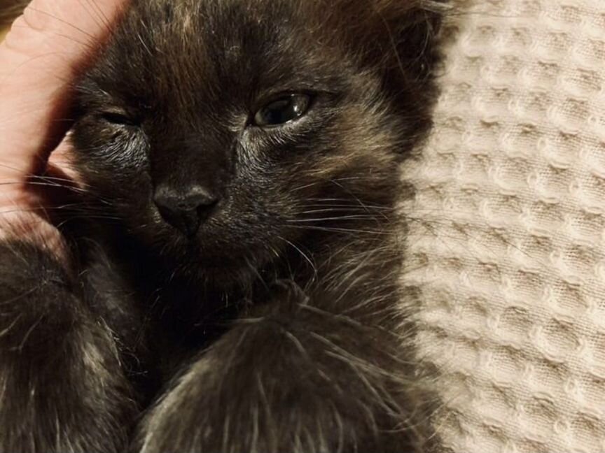 Котенок в добрые руки