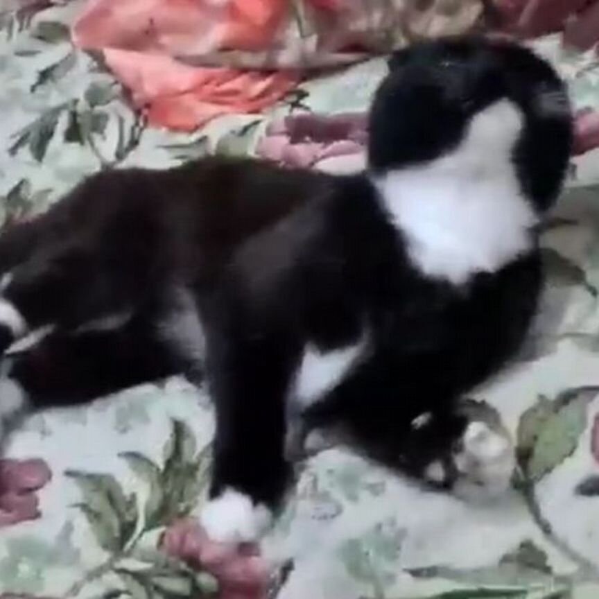 Шотландский вислоухий короткошёрстный котёнок