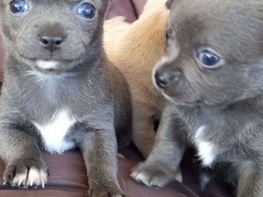 Щенки чихуахуа мини мальчики