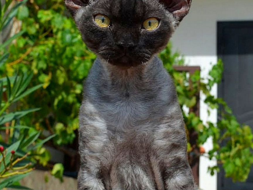 Котята девон-рекс