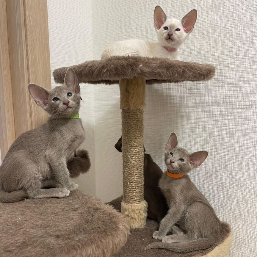 Ориентальные котята