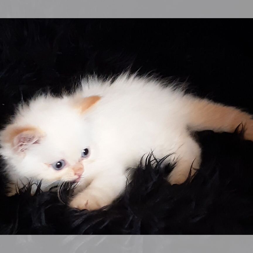 Шотландский котёнок