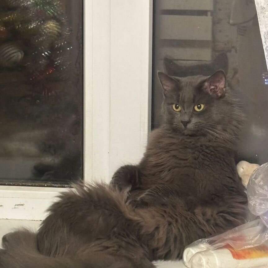 Кот породы Нибелунг вязка