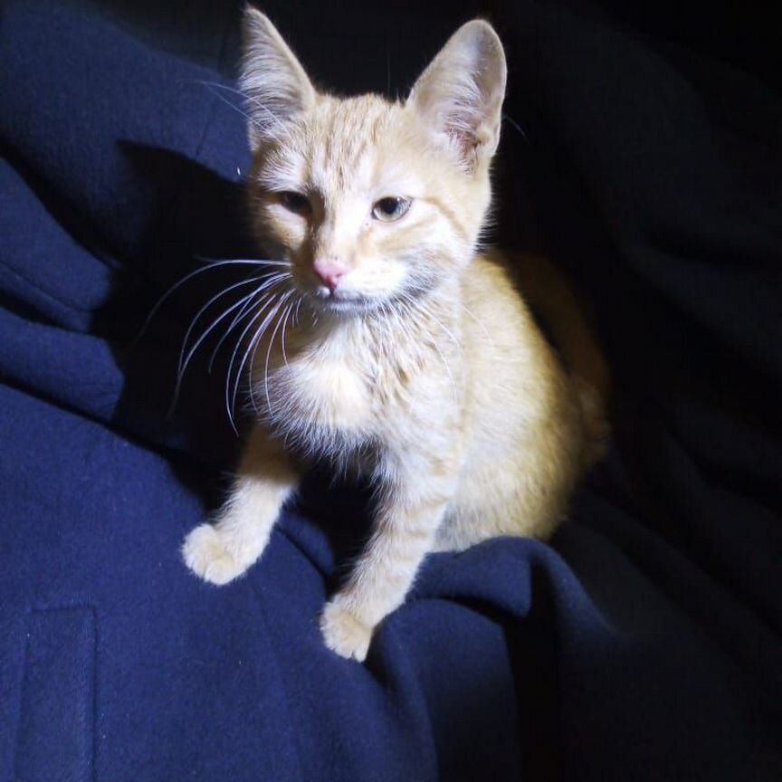 Котёночек рыжий,мальчик,2,5 мес