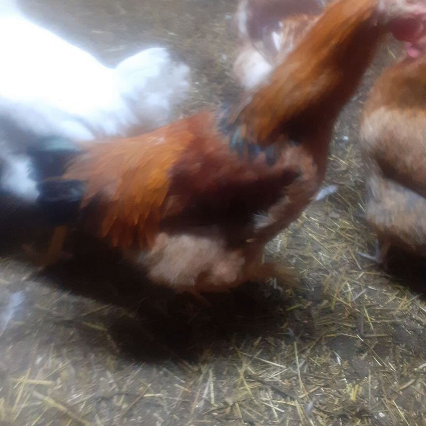 Петушок 6 месяцев белый