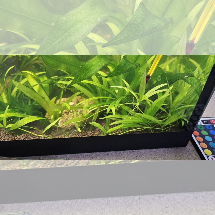 Аквареумные растения