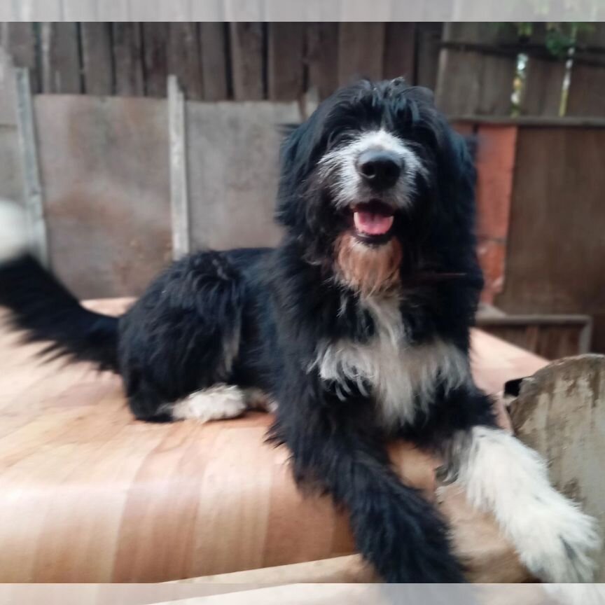 Взрослая собака в добрые руки