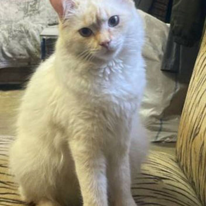 Кошка
