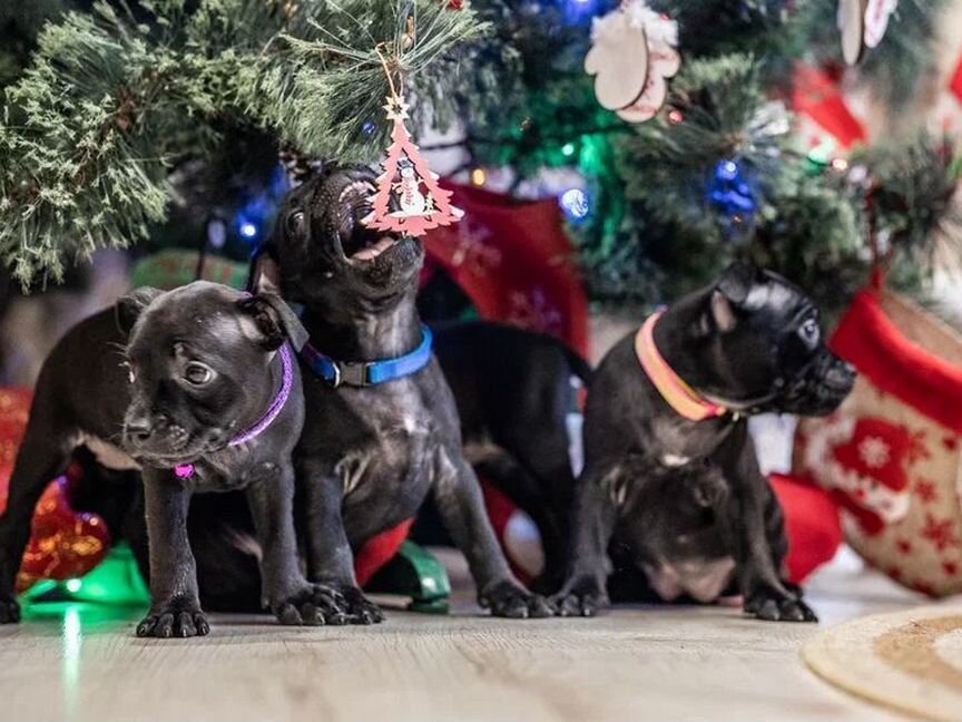 Щенки стаффордширского бультерьера