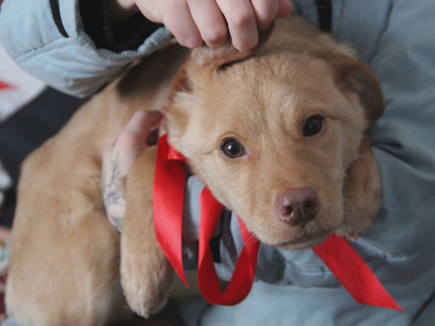 Рыжее солнце