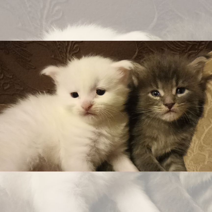 Котята мейн-кун