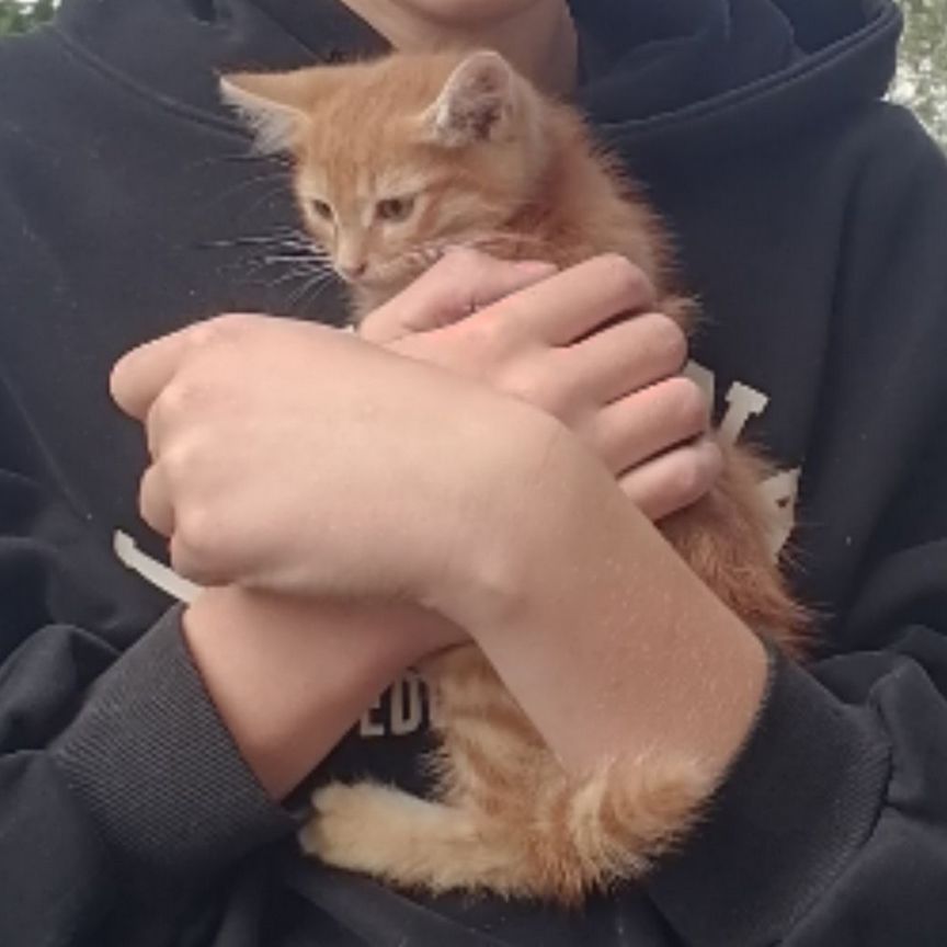 Кошка