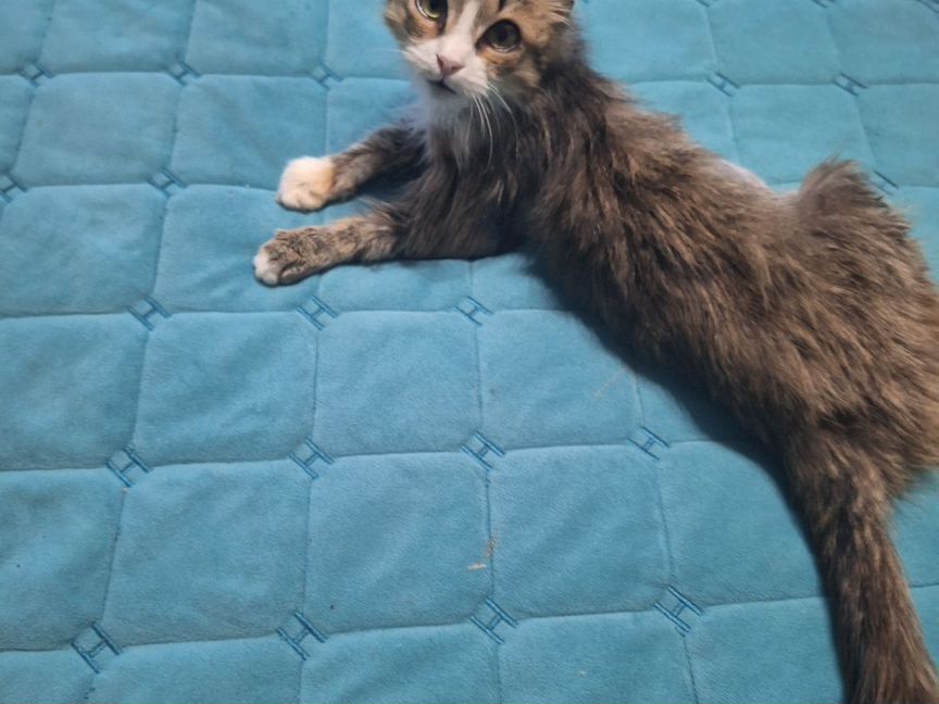 В добрые руки котик Феня