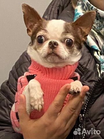 Мини мальчик Хомячок